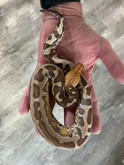 Caramel Albino Sumatran Short-Tailed Python by Nirvana Reptiles