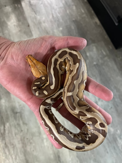 Caramel Albino Sumatran Short-Tailed Python by Nirvana Reptiles