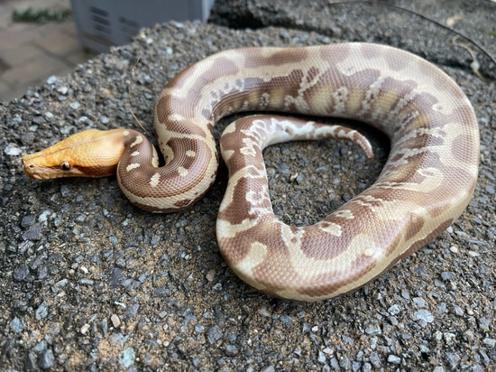 Caramel Albino Sumatran Short-Tailed Python by Nirvana Reptiles