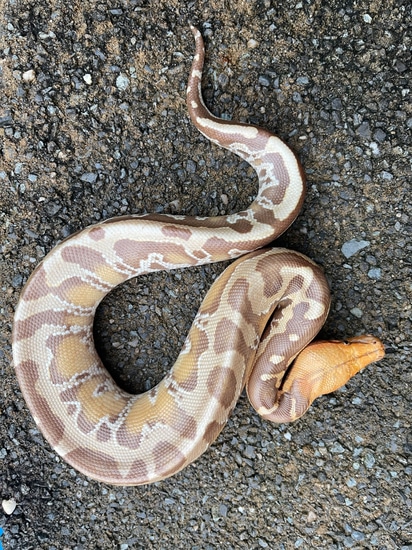 Caramel Albino Sumatran Short-Tailed Python by Nirvana Reptiles