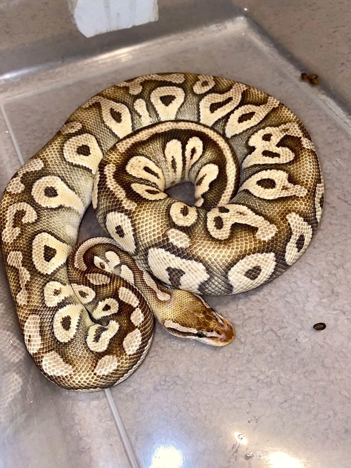 Pastel Rainbow Snake