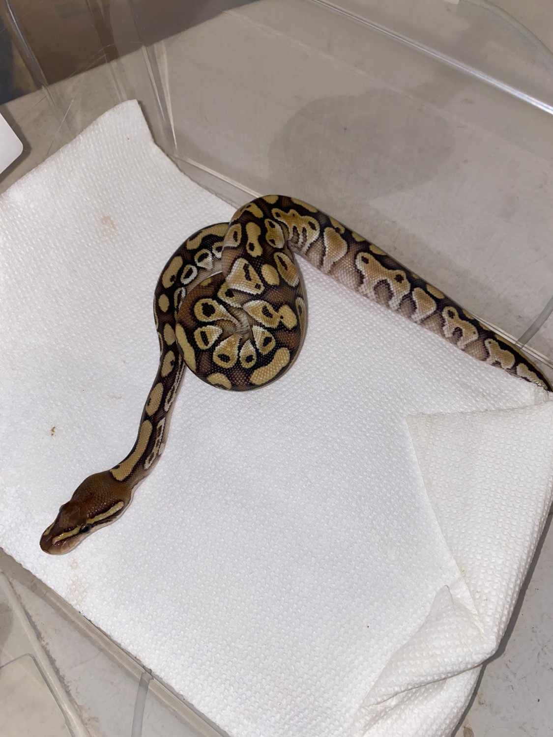 Lesser Ball Python by Rainbow Scale Exotics - MorphMarket