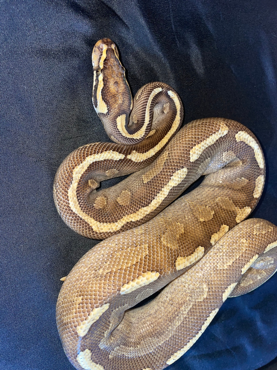 Super Asphalt Ball Python by Bigballreptiles - MorphMarket