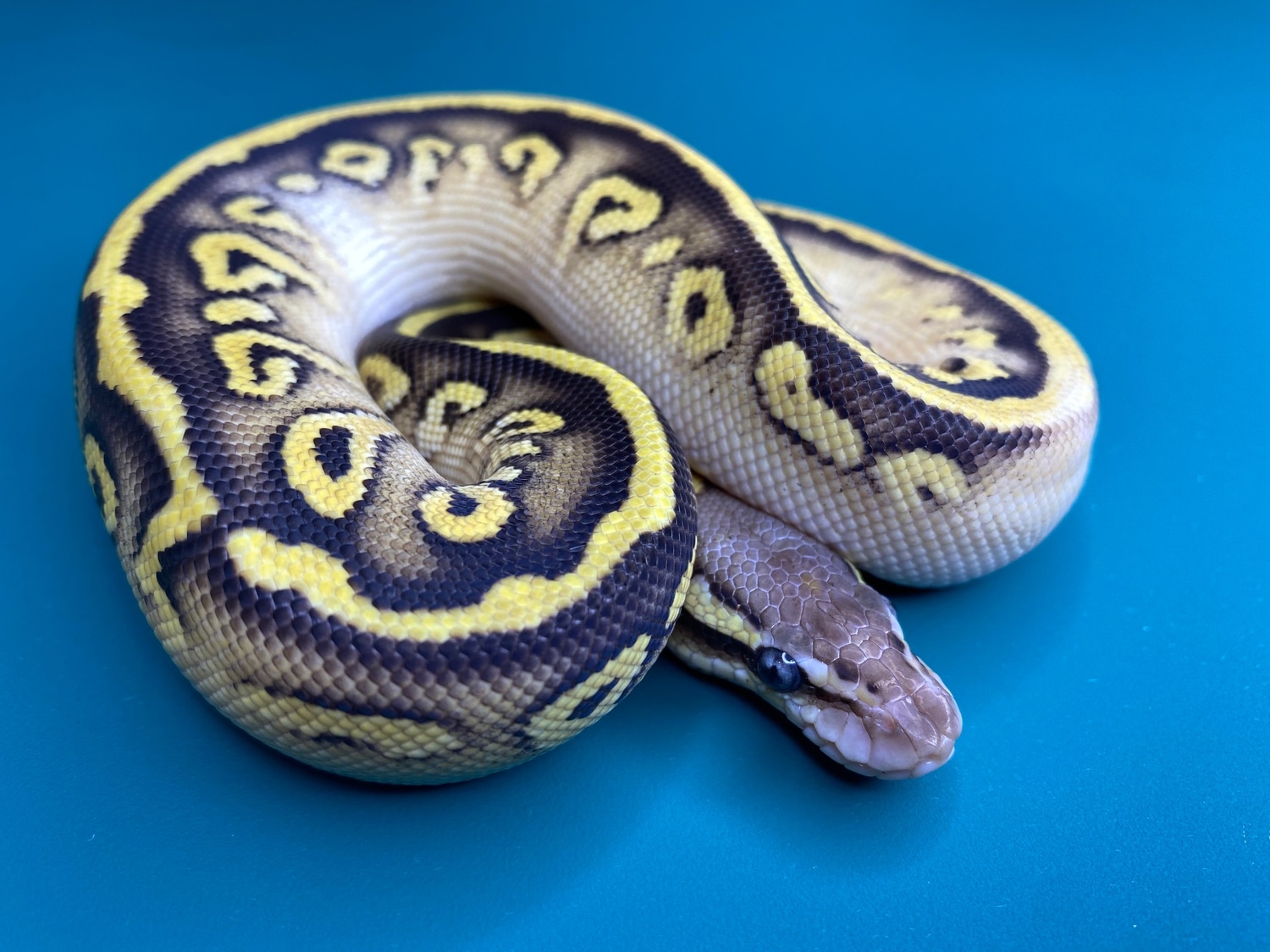 2022 Super Pastel, Mojave, Yellow Belly - Female Ball Python by Mohawk ...