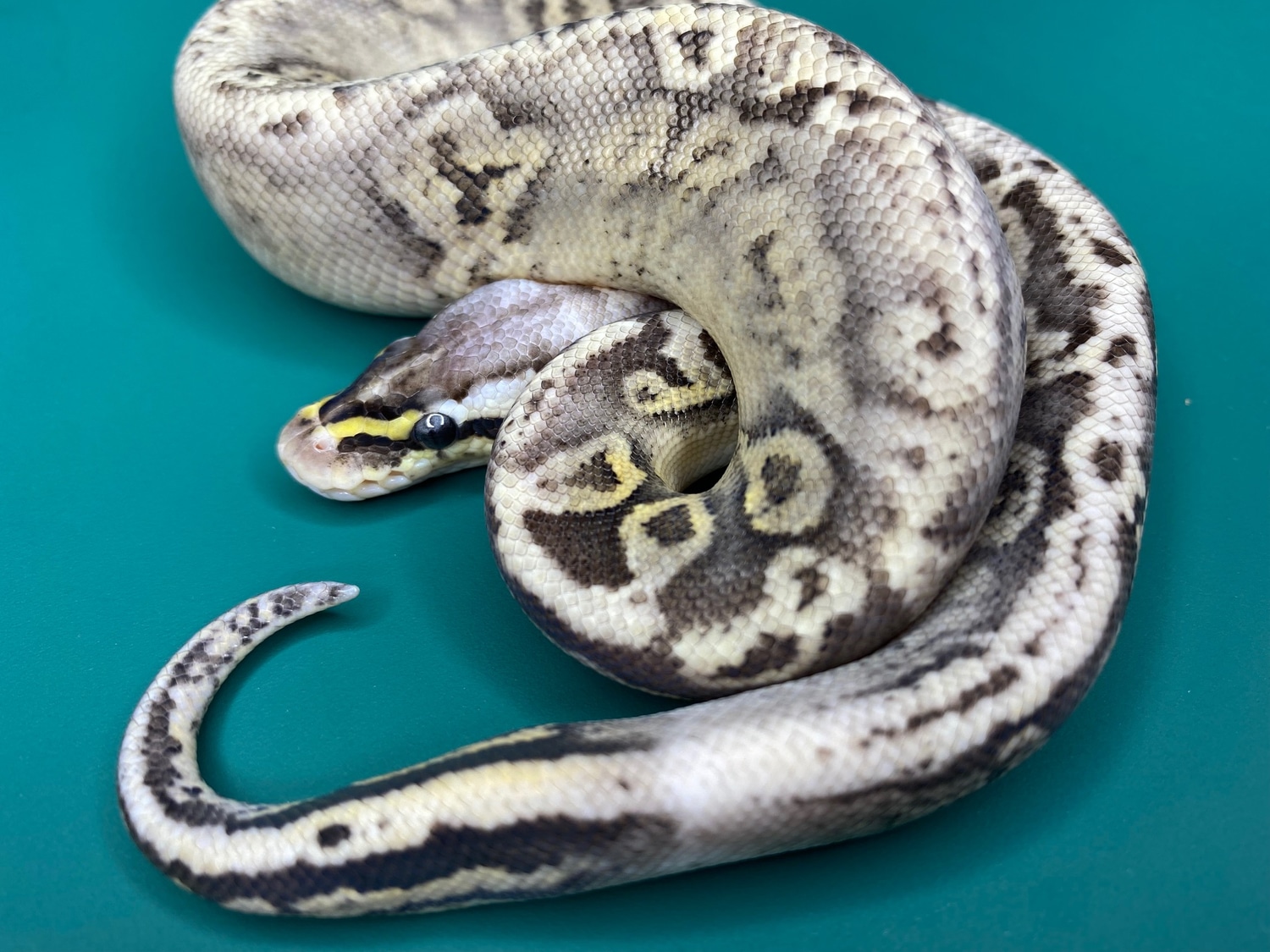2022 Paradox, Cinnamon, Super Pastel, Yellow Belly, Het Pied Ball ...