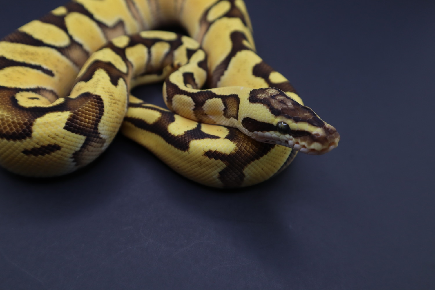 2022 Enchi Pastel Yellow Belly Ball Python by Mohawk Morphs - MorphMarket