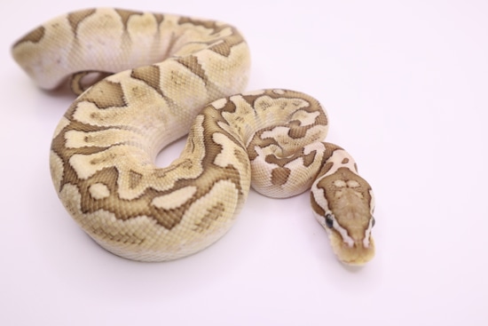 2022 Bamboo Enchi Ball Python by Mohawk Morphs