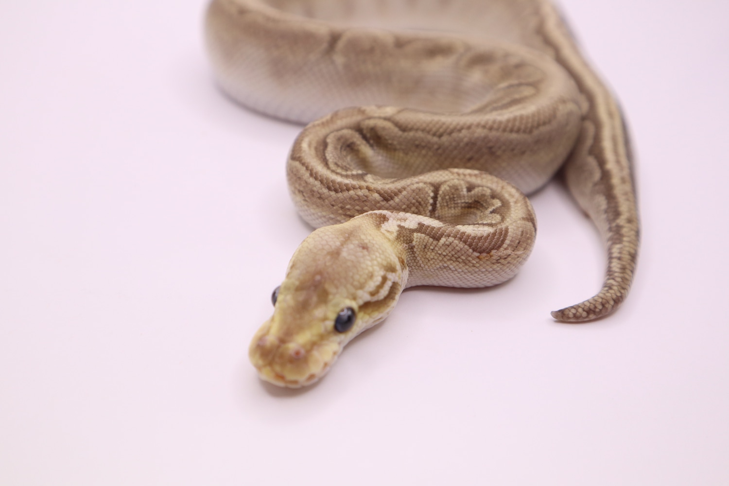 2022 - Bamboo Ball Python by Mohawk Morphs - MorphMarket