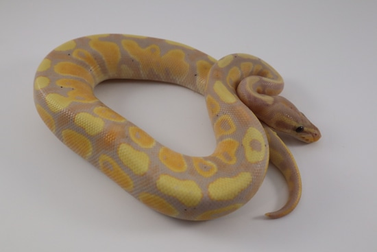 2022 Banana Fire Ball Python by Mohawk Morphs