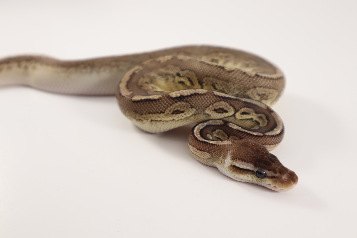 2022 Cinnamon Pastel Sandblast Ball Python by Mohawk Morphs - MorphMarket