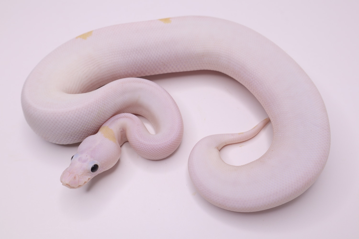 2023 Super Fire (BEL) Ball Python by Mohawk Morphs - MorphMarket