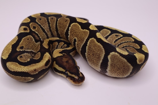 2023 Disco Or Fire Ball Python by Mohawk Morphs