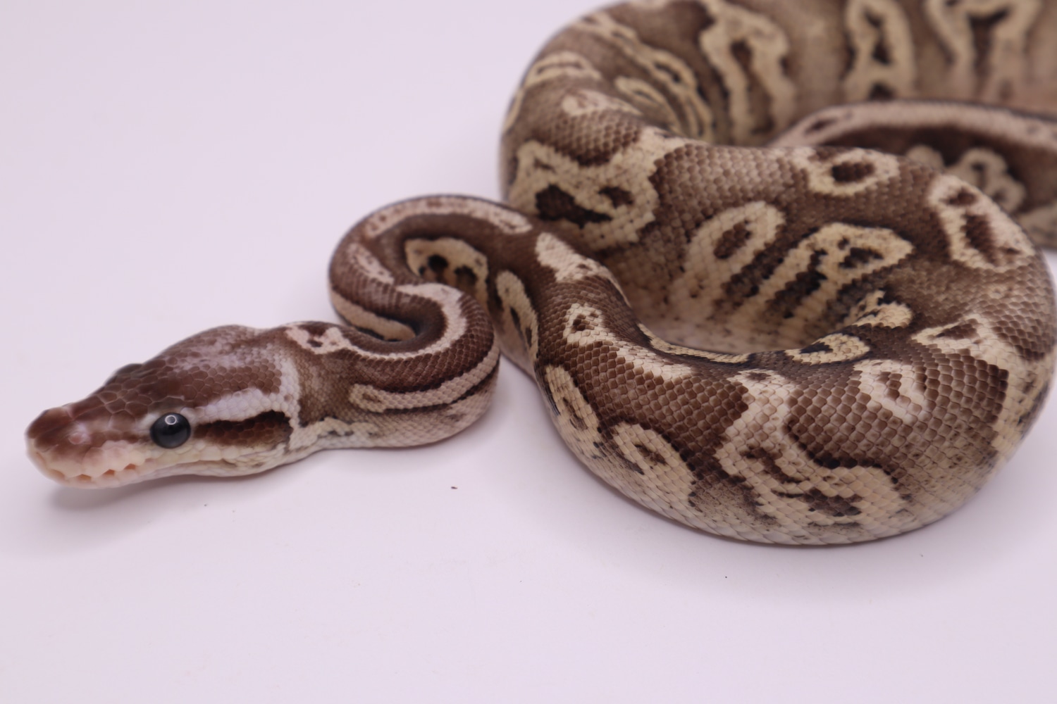 2023 Cinnamon Pastel Ball Python by Mohawk Morphs - MorphMarket