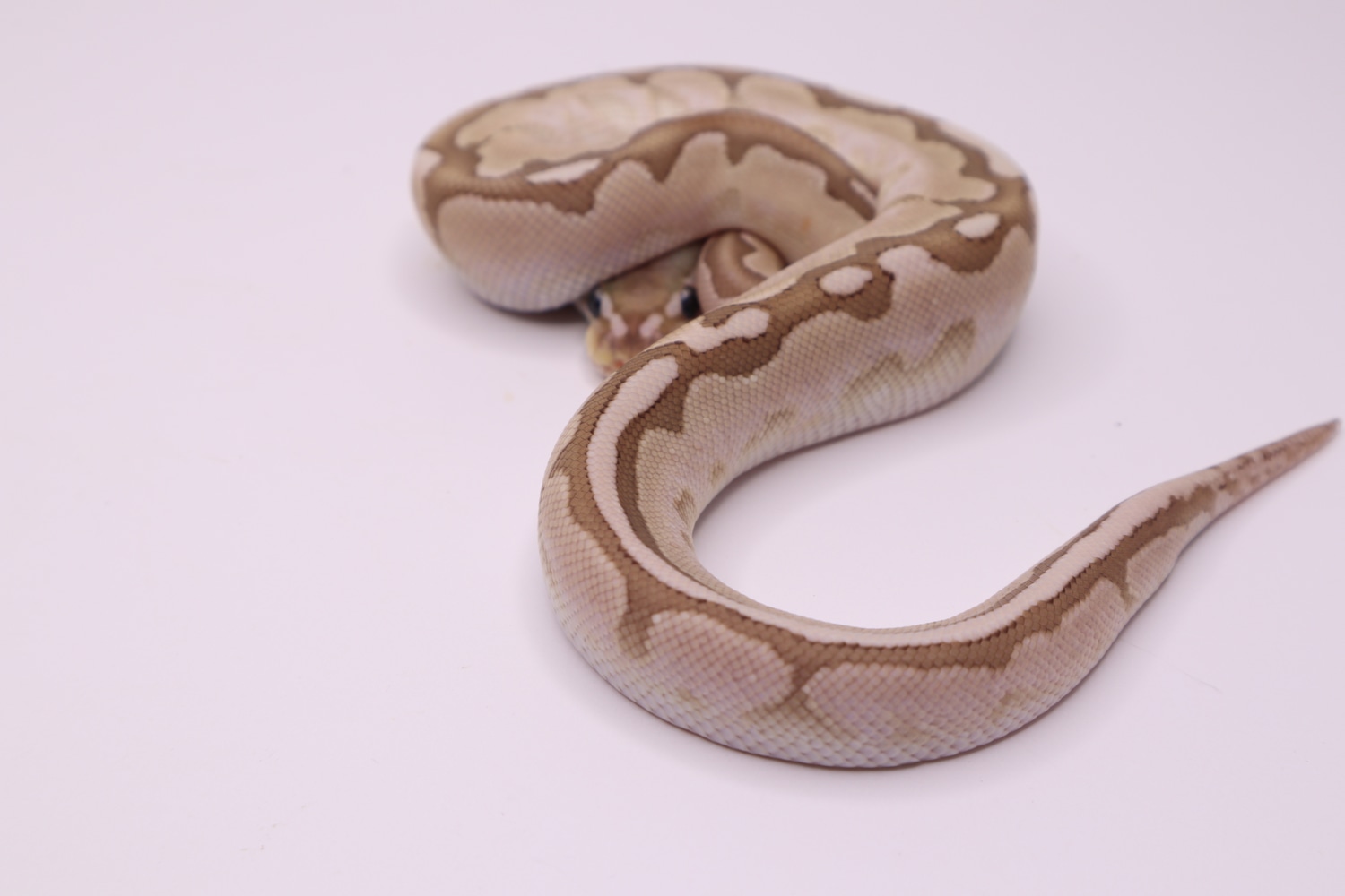 2023 Bamboo Enchi Disco Or Fire Possible Calico Ball Python by Mohawk ...