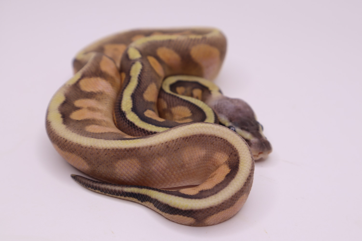2023 Super Pastel Calico Ball Python by Mohawk Morphs - MorphMarket