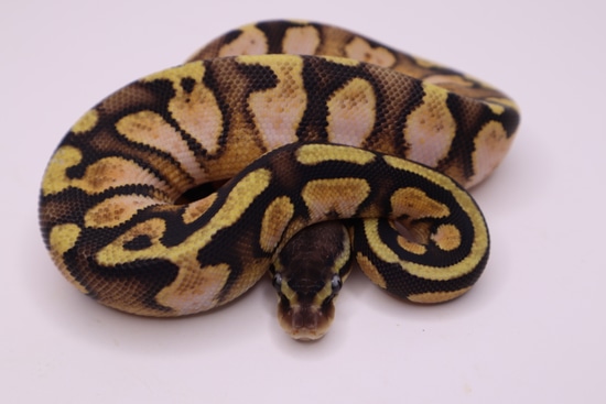 2023 Pastel Calico Ball Python by Mohawk Morphs