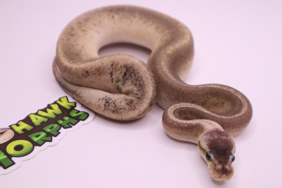 Calico Pastel Cinnamon Ball Python by Mohawk Morphs