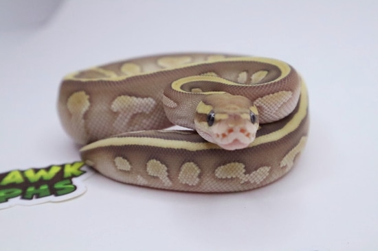 Chocolate Hypo Pastel Butter Ball Python by Mohawk Morphs