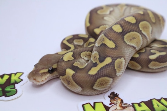 NO RESERVE - Butter Chocolate Hypo Ball Python by Mohawk Morphs