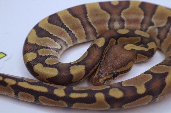 Hypo Enchi Ball Python by Mohawk Morphs