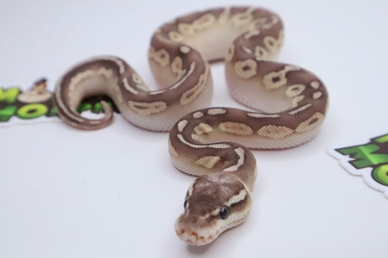 Pastel Black Pastel Lesser Ball Python by Mohawk Morphs