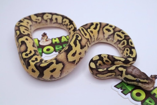 Pastel YB/Asphalt Ball Python by Mohawk Morphs