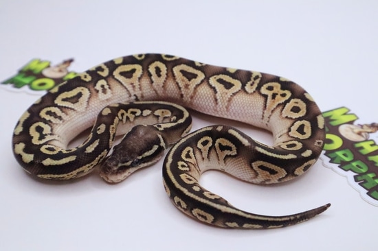 Black Pastel Lesser Ball Python by Mohawk Morphs