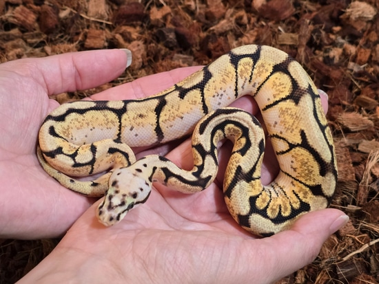 Bumble Bee - Pastel Spider Ball Python by Mohawk Morphs