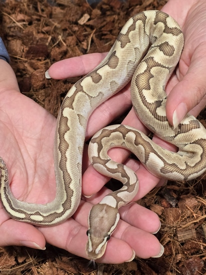 Bamboo Pastel Calico Ball Python by Mohawk Morphs
