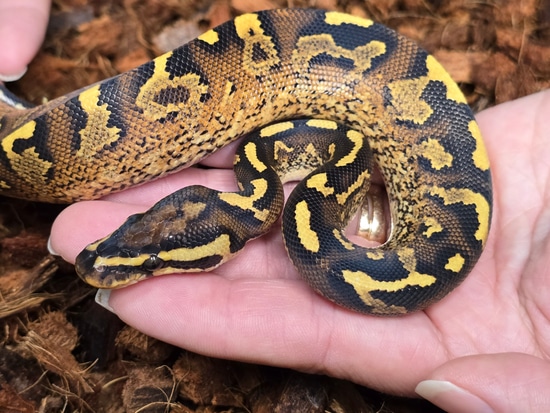 Super Asphalt Ball Python by Mohawk Morphs