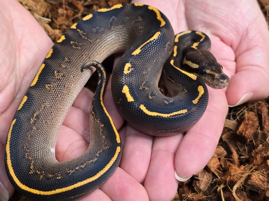 Super Asphalt Black Pastel Ball Python by Mohawk Morphs