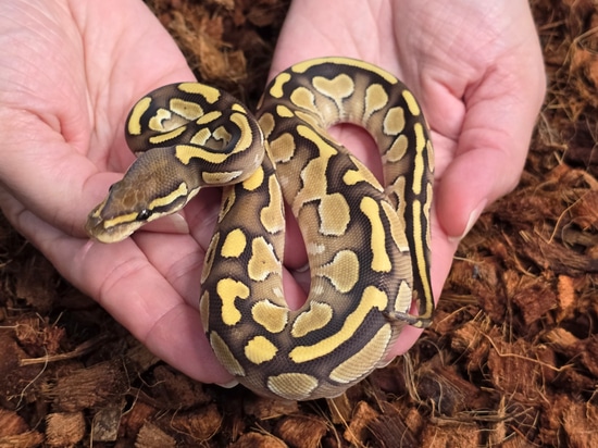 Lesser Pastel Het Ultramel 50% Het Puzzle Ball Python by Mohawk Morphs