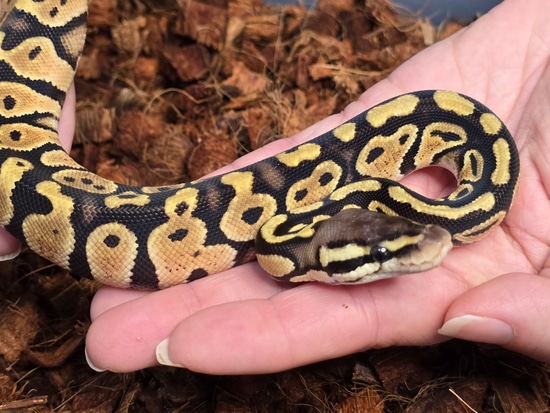 Pastel Het Ultramel 50% Het Puzzle Ball Python by Mohawk Morphs