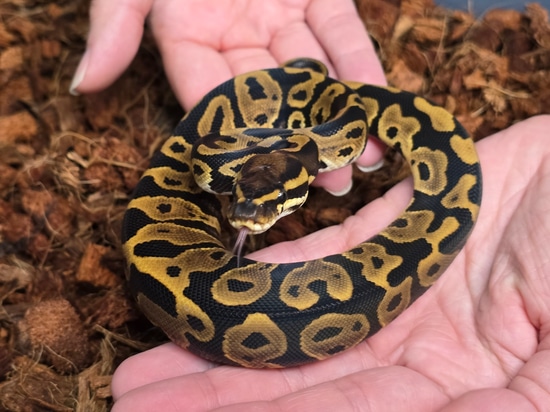 Leopard Het Ultramel 50% Het Puzzle Ball Python by Mohawk Morphs