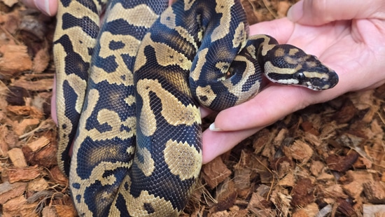 Yellow Belly, Acid, 66% Hypo Ball Python by Mohawk Morphs