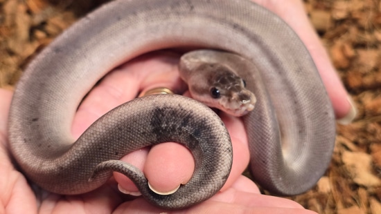 Super Black Pastel, Pastel, Possible Lesser, Possible Asphalt Ball ...