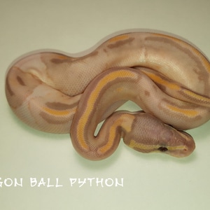 Dragon Ball Python - MorphMarket