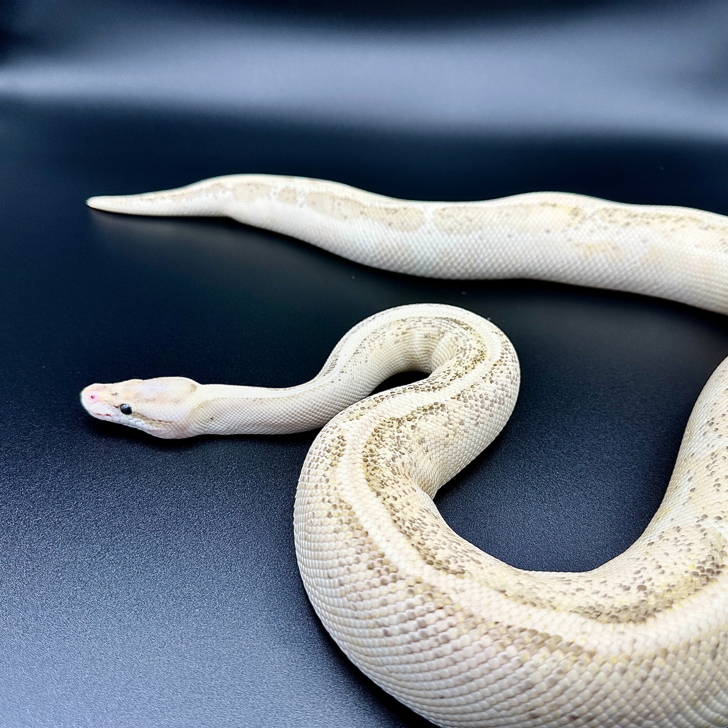 Ivory Black Pastel Leopard Ball Python by Mojave Mystics - MorphMarket