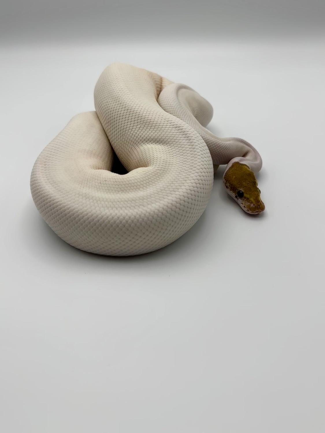 Banana Black Pastel Pied Ball Python by Mojave Mystics - MorphMarket