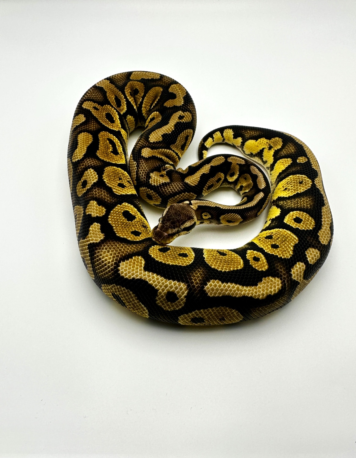 Mahogany Pastel Ball Python by Mojave Mystics - MorphMarket