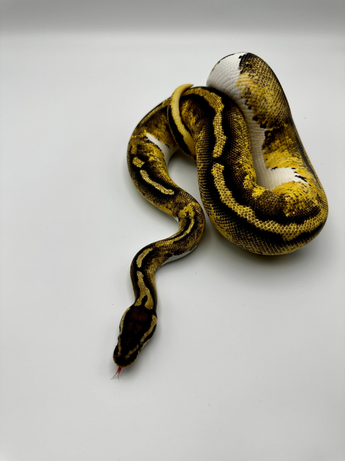 Pastel Pied Ball Python by Mojave Mystics - MorphMarket