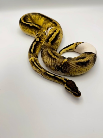 Daisy Ball Python by Mojave Mystics