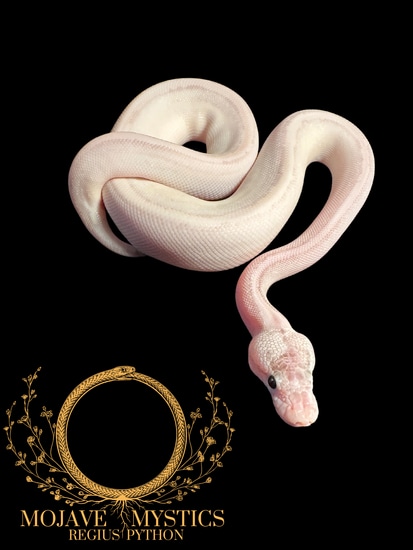 Ivory Black Pastel Possible McKenzie Ball Python by Mojave Mystics