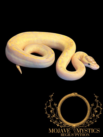 Leopard Ivory Ball Python by Mojave Mystics