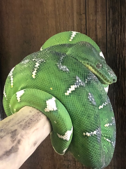 Emerald Tree Boa Suriname Wild Caught Northern Emerald Tree Boa by Moe ...