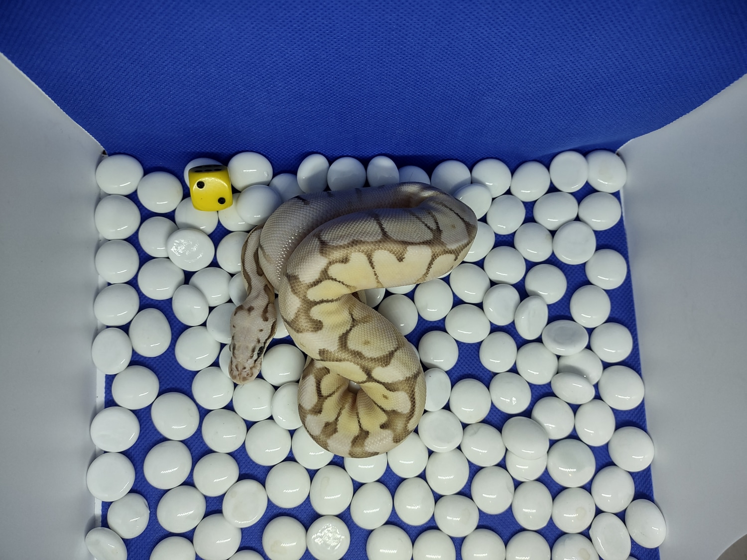 Vanilla Enchi Queen Bee Ball Python by Perfectly Engineered Reptiles ...