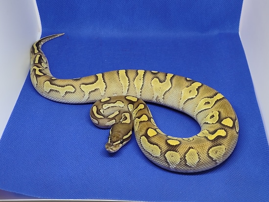 Jedi Black Head YB OD Lesser Ball Python by Perfectly Engineered Reptiles