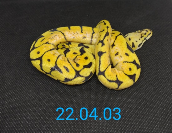 Bumblebee Ball Python by Perfectly Engineered Reptiles