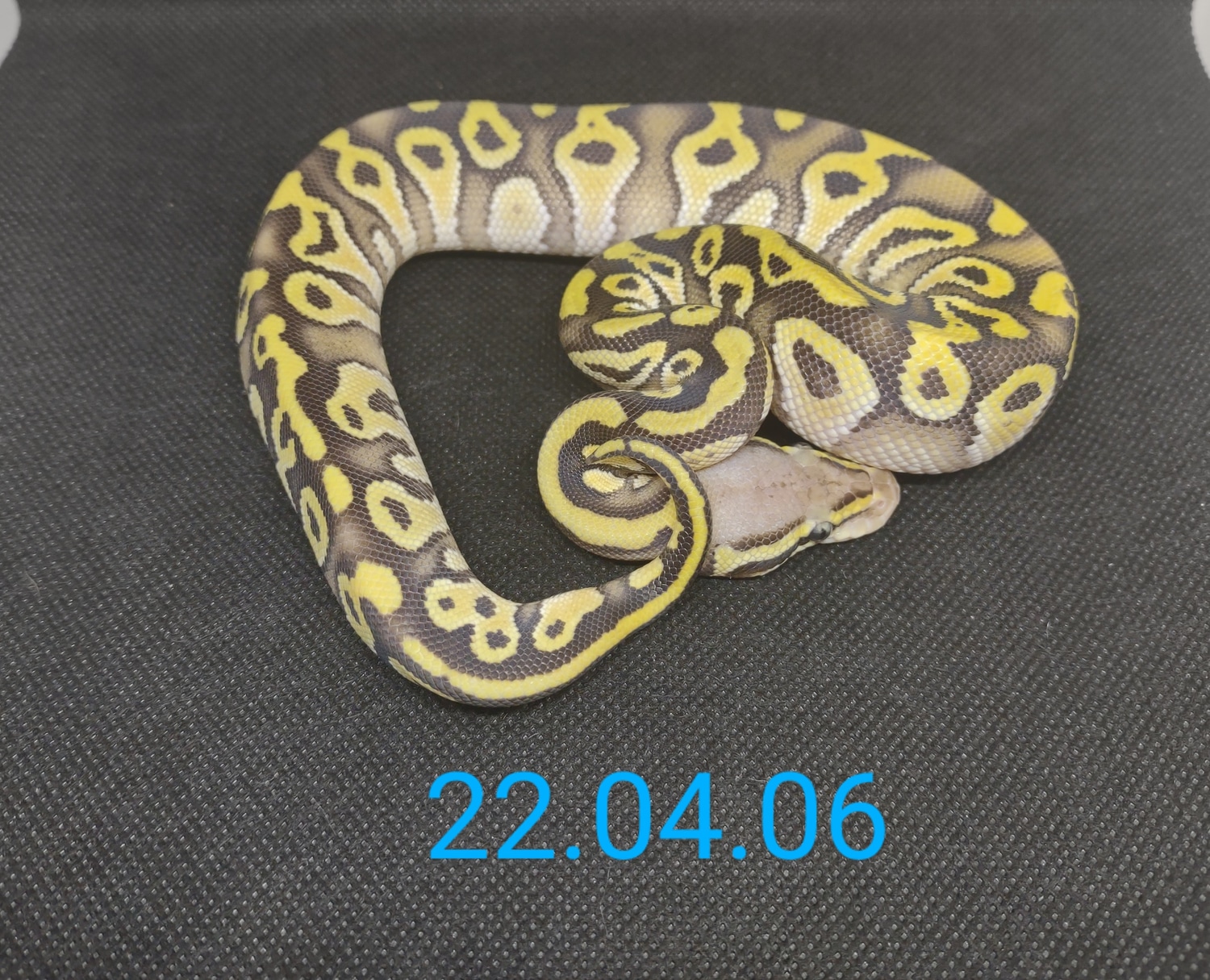 Pastave Vanilla Ball Python by Perfectly Engineered Reptiles - MorphMarket