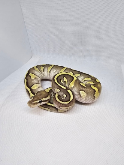 Chocolate Lesser Enchi Fire Ball Python by Perfectly Engineered Reptiles